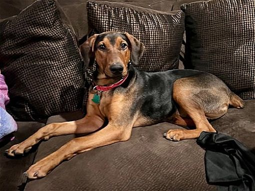 Aurora, OH - Doberman Pinscher. Meet Hercules a Pet for Adoption ...