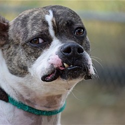 Dallas, GA - American Bulldog/Pit Bull Terrier. Meet Buddy/Gweeb a Pet ...