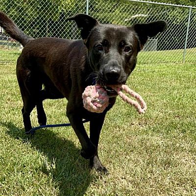 Greenville, SC - Shepherd (Unknown Type). Meet Stereo a Pet for ...