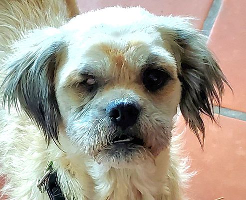 Tucson, AZ - Lhasa Apso/Pug. Meet COOKIE a Pet for Adoption - AdoptaPet.com