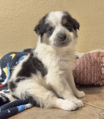 Denver, CO - Labrador Retriever. Meet henry a Pet for Adoption ...