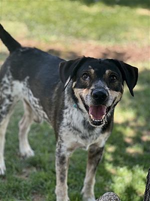 Phoenix, AZ - Catahoula Leopard Dog/Labrador Retriever. Meet Amos a Pet ...