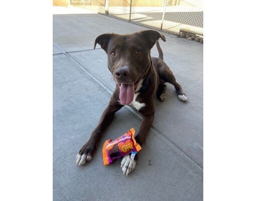 Denver, CO - Labrador Retriever. Meet CUSPIN CLARK a Pet for Adoption ...