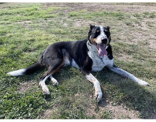 Colorado Springs, CO - Australian Cattle Dog/Border Collie. Meet TANK a ...