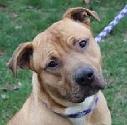 Red Bluff, CA - Shar Pei/American Pit Bull Terrier. Meet TANNER-Low ...