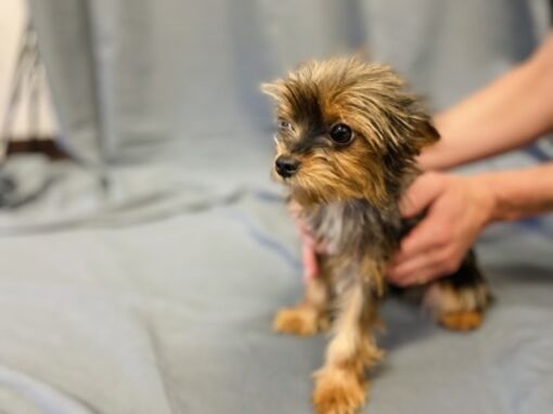 Virginia Beach, VA - Yorkie, Yorkshire Terrier. Meet Lindy a Pet for ...