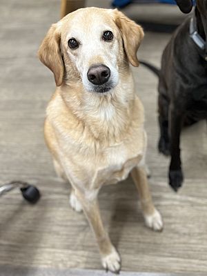 Westland, MI - Labrador Retriever/Poodle (Standard). Meet Dozer a Pet ...