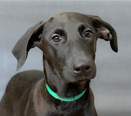 Pittsburgh, PA - Blue Lacy/Texas Lacy/Whippet. Meet Clove a Pet for ...