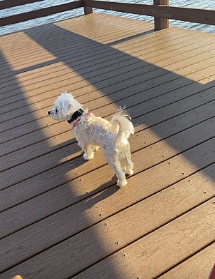 Orlando, FL - Maltese/Yorkie, Yorkshire Terrier. Meet Brady a Pet for ...