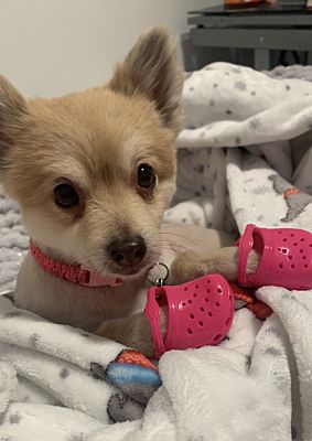 Lehi, UT - Pomeranian/Chihuahua. Meet Chompy a Pet for Adoption ...