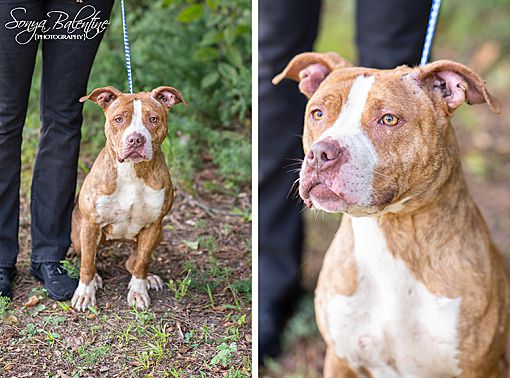 Bartlett, TN - Pit Bull Terrier. Meet Linda a Pet for Adoption ...