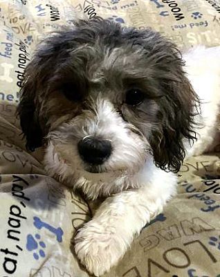 Yorkville, IL - Shih Poo/Bichon Frise. Meet Harvest Hero a Pet for ...