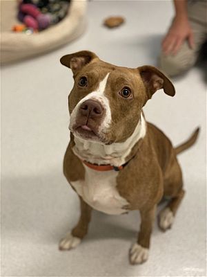 Virginia Beach, VA - Pit Bull Terrier. Meet 2312-1555 Saige a Pet for ...