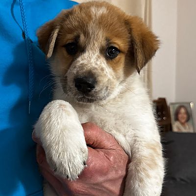 Stormville, NY - Great Pyrenees/Australian Cattle Dog. Meet NY Green ...