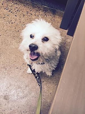 Staten Island, NY - Poodle (Miniature). Meet Stevie a Pet for Adoption ...