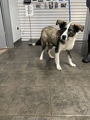 Lebanon, KY - Collie. Meet Bean a Pet for Adoption - AdoptaPet.com