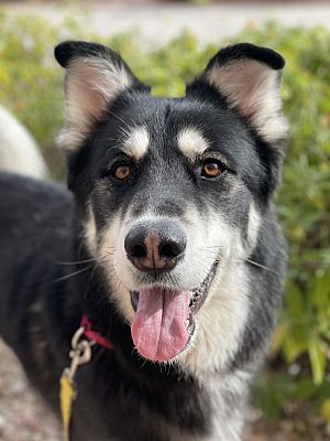 Tucson, AZ - Siberian Husky/Shepherd (Unknown Type). Meet DAK a Pet for ...