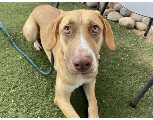 Phoenix, AZ - Labrador Retriever. Meet BUTTERSCOTCH a Pet for Adoption ...