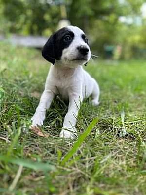 Upper Saddle River, NJ - Springer Spaniel/German Shorthaired Pointer ...