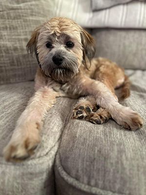Las Vegas, NV - Havanese/Poodle (Miniature). Meet Teddy a Pet for ...