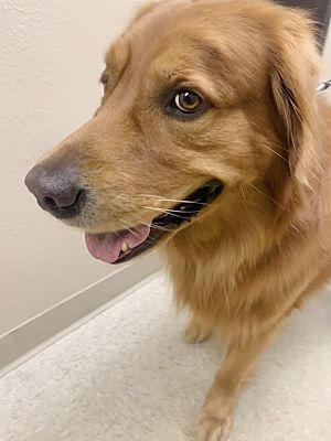 port Orange, FL - Golden Retriever. Meet Bella (sweetest dog ever) a ...