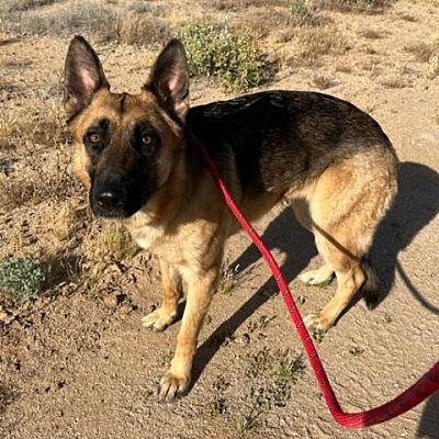 Marana, AZ - German Shepherd Dog. Meet Isabella a Pet for Adoption ...