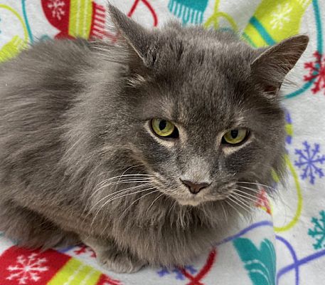 Philadelphia, PA - Maine Coon. Meet Bubba a Pet for Adoption ...