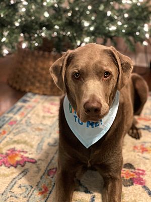 Horsham, PA - Labrador Retriever. Meet Edgar a Pet for Adoption ...