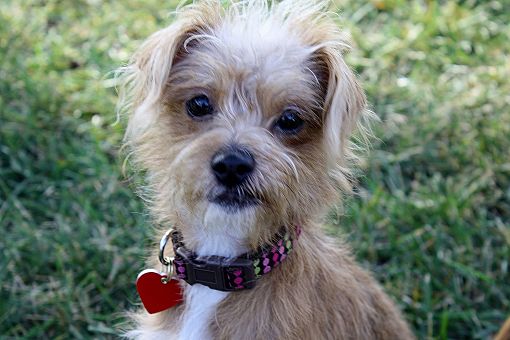 South Gate, CA - Brussels Griffon/Yorkie, Yorkshire Terrier. Meet Jenny ...