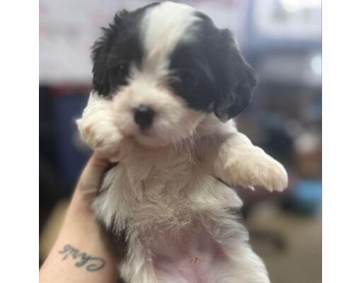 Griswold, CT - Chinese Crested/Shih Tzu. Meet Kassie a Pet for Adoption ...