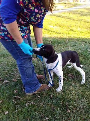 Frederick, MD - Pointer/Mixed Breed (Large). Meet Smitty a Pet for ...
