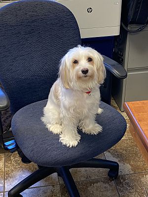 Harrison, NY - Maltese. Meet Snow White a Pet for Adoption - AdoptaPet.com