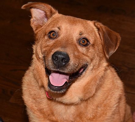 New York, NY - Labrador Retriever/Australian Cattle Dog. Meet Jackson ...
