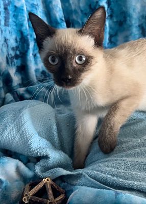 New Braunfels, TX - Siamese. Meet Prince “Paw Prints” a Pet for ...