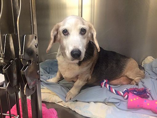 Oak Ridge, NJ - Beagle/Basset Hound. Meet Missy-Homeless at 14:( a Pet ...