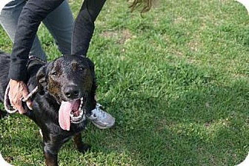 Chesapeake, VA - Labrador Retriever/Treeing Walker Coonhound. Meet Lila ...