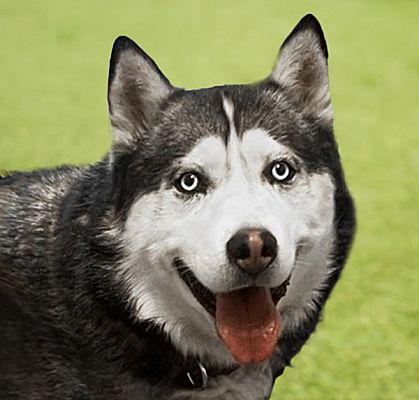 San Diego, CA - Siberian Husky/Alaskan Malamute. Meet JJ a Pet for ...