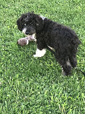 Antwerp, OH - Poodle (Miniature)/Australian Shepherd. Meet Please don’t ...
