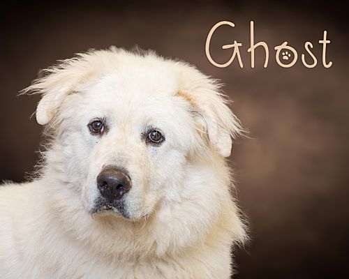 Somerset, PA - Great Pyrenees. Meet Ghost a Pet for Adoption ...