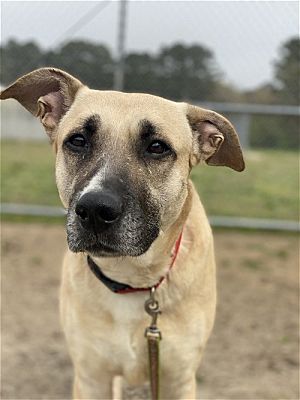 Virginia Beach, VA - Shepherd (Unknown Type). Meet 2403-1193 Diamond a ...
