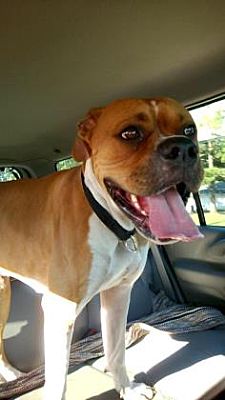 Warsaw, IN - Boxer. Meet Brutus a Pet for Adoption - AdoptaPet.com