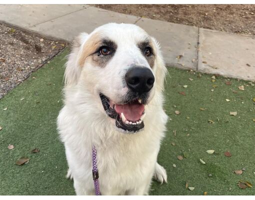 Phoenix, AZ - Great Pyrenees. Meet BODHI a Pet for Adoption - AdoptaPet.com
