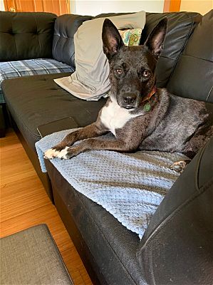 St Helens, OR - Cattle Dog. Meet Tanji a Pet for Adoption - AdoptaPet.com