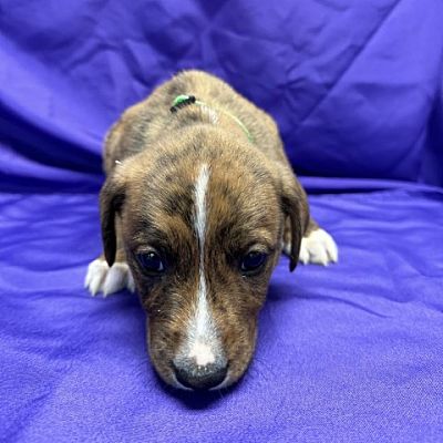 North Myrtle Beach, SC - Australian Shepherd. Meet Drew a Pet for ...