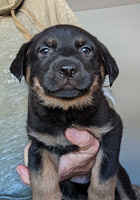 San Diego, CA - Basenji/Beagle. Meet Reka a Pet for Adoption ...