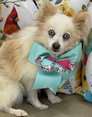 Jesup, GA - Pomeranian. Meet lumi a Pet for Adoption - AdoptaPet.com