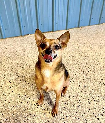 Atlanta, GA - Chihuahua. Meet Rex a Pet for Adoption - AdoptaPet.com