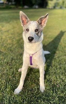 Savage, MN - Husky/Mixed Breed (Medium). Meet Gabby a Pet for Adoption ...