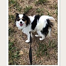 Papillon Puppies - Papillon Rescue and Adoption Near You