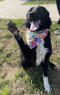 Dickson, TN - Shepherd (Unknown Type)/Collie. Meet Mio a Pet for ...